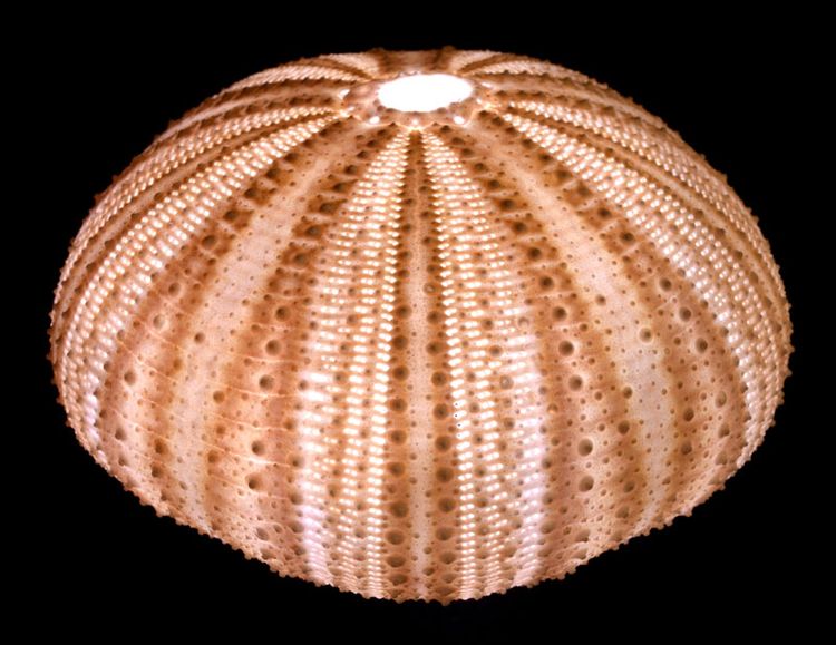 Aristoteles' Laterne in neuem Licht betrachtet - Forschung Spezial ...