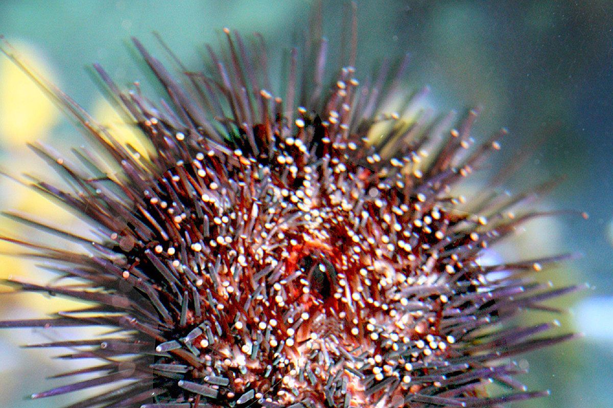 Seeigel sehen mit ihren Füßen - Natur - derStandard.at › Wissenschaft