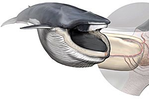 Furchenwale haben ein bislang unbekanntes Organ im Körper - Natur ...