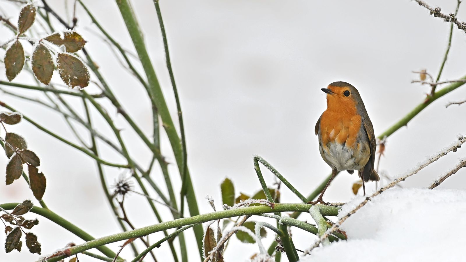 Der Reiz der Rotkehlchen - Fotoblog: Tierisches - derStandard.at › Panorama