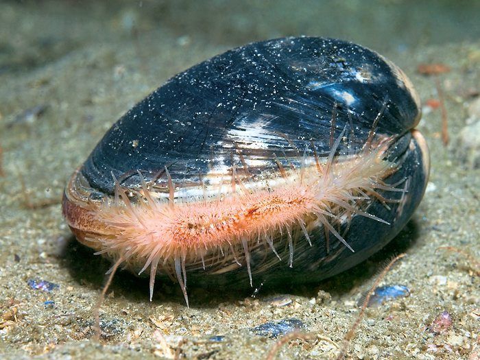 "Unsterbliche" Islandmuscheln erzählen vom Kippen des Ozeans - Klima ...