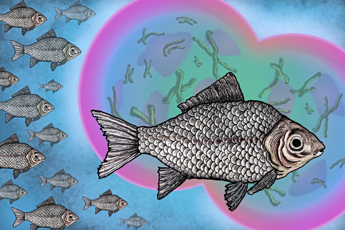 Skurriler Fisch stiehlt Sperma zur unabhängigen Fortpflanzung - Natur ...