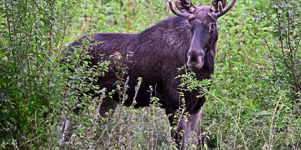 Elch Emil wird in Oberösterreich vorerst doch nicht betäubt, sondern ...