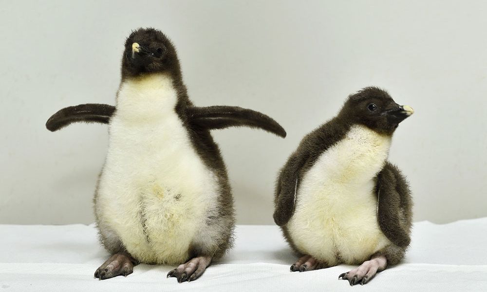 Felsenpinguine in Schönbrunn geschlüpft - Gesellschaft - derStandard.at ...