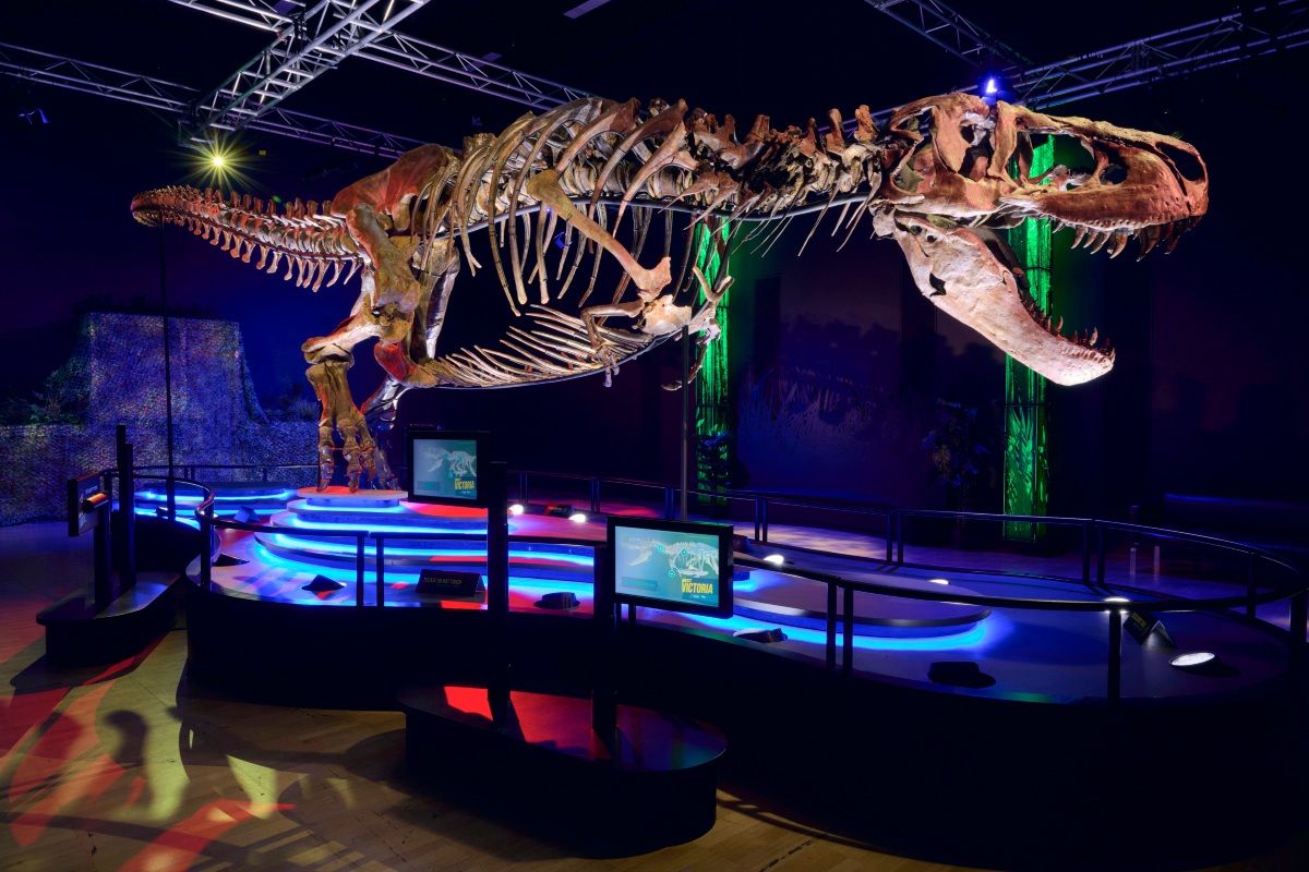 T. rex wuchs noch mit 40 Jahren weiter - Paläontologie - derStandard.at ...