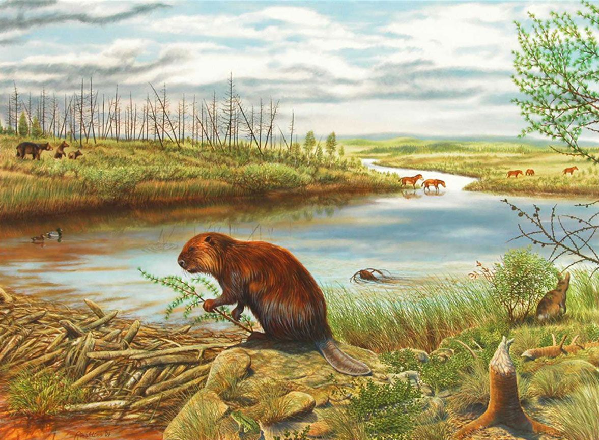 Protarctos abstrusus: Ein früher Bär mit Karies - Paläontologie ...