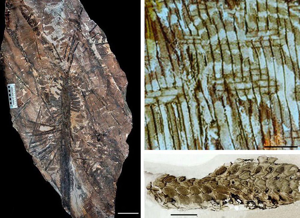 300 Millionen Jahre alte Pflanzenfossilien lösen altes Paläontologie ...