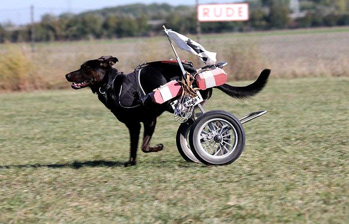 Paralympics der Hunde: Rollmops und Krummbein - Gesellschaft ...