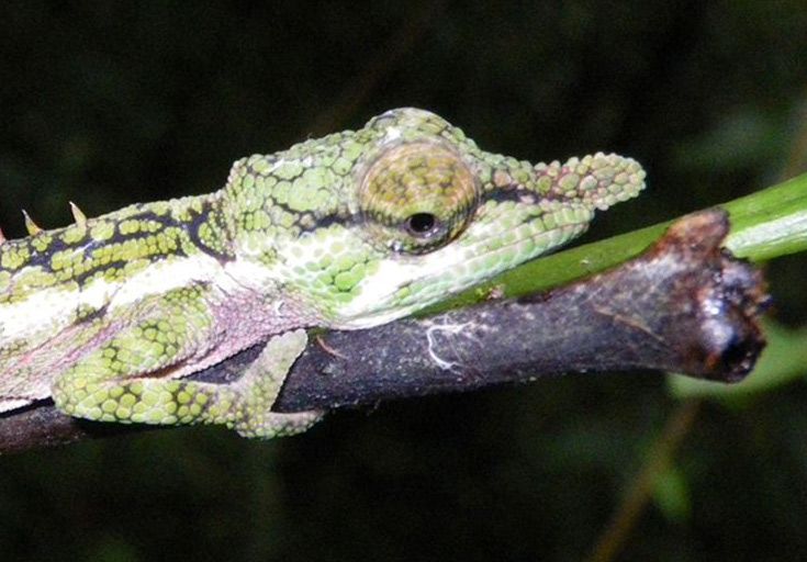 "Das" Chamäleon Calumma nasutum entpuppt sich als Bündel mehrerer Arten ...