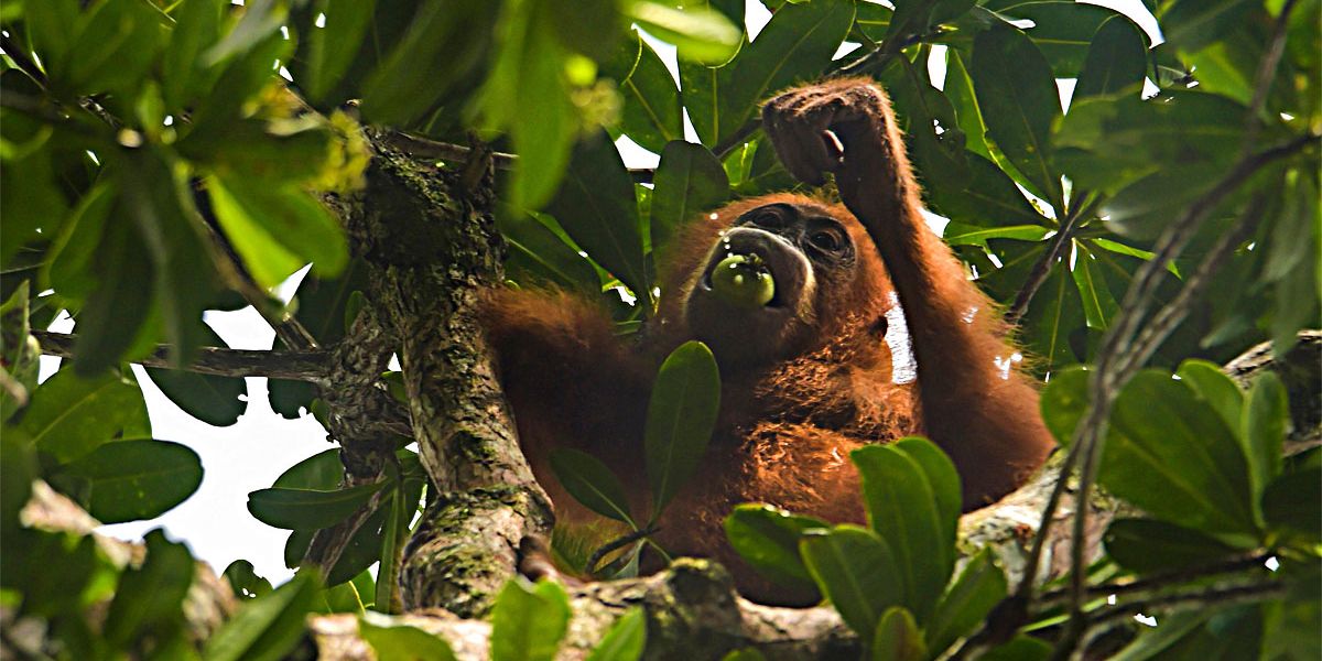 Werkzeuggebrauch: Orang-Utans erweisen sich als planvolle Denker ...