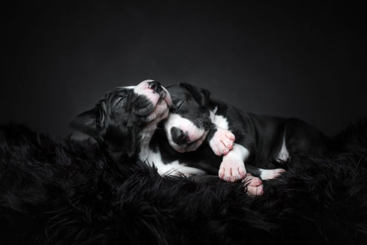 Die besten Hundefotos des Jahres - Reisen - derStandard.de › Lifestyle