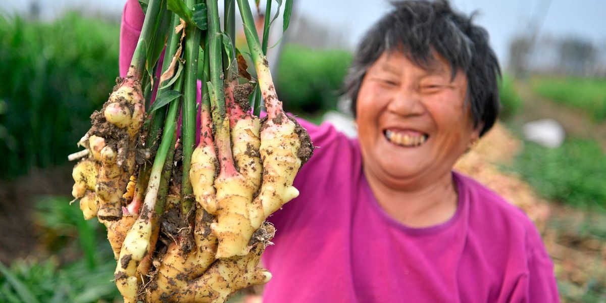 Ingwer kann laut einer Studie tatsächlich Immunzellen aktivieren ...