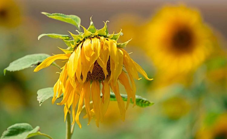 EU-Klimadienst: Vergangener Sonntag war weltweit heißester je gemessener Tag - Klima ...