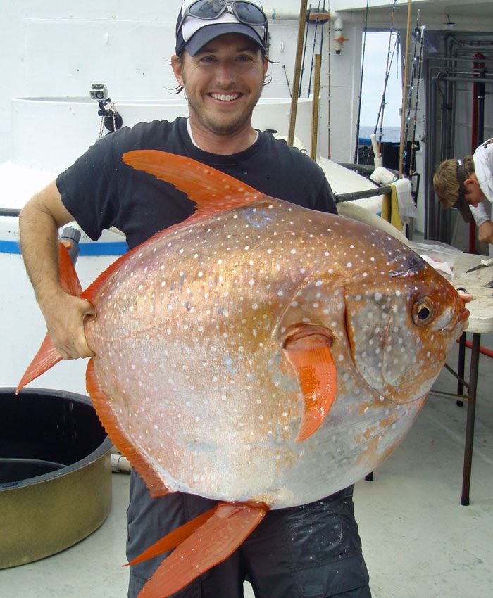 "Warmblütiger" Fisch: Der Gotteslachs ist ein endothermes Tier - Natur ...