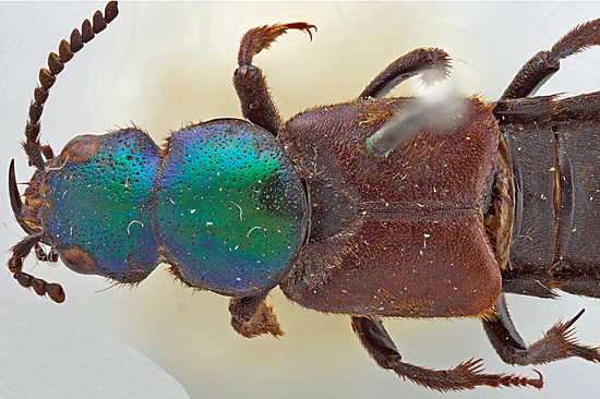 Vor 180 Jahren entdeckte Käferart nach Charles Darwin und David Sedaris ...