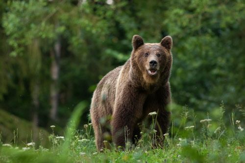 Was Bären Anzieht Und Wie Man Ein Zusammentreffen Entschärft Natur