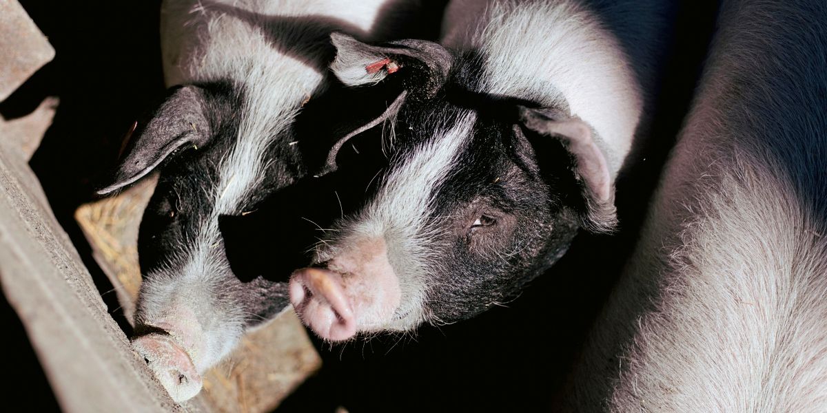 Schwein haben in Wien: Zu Besuch auf einem Biohof in Transdanubien ...