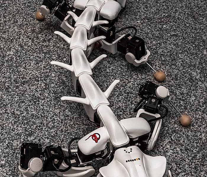 Bionik: Roboter bewegt sich nach Art eines Salamanders - Technik ...