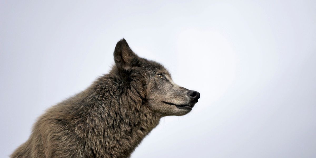 Wieder ein Wolf in Tiroler Bezirk Landeck erschossen - Panorama ...