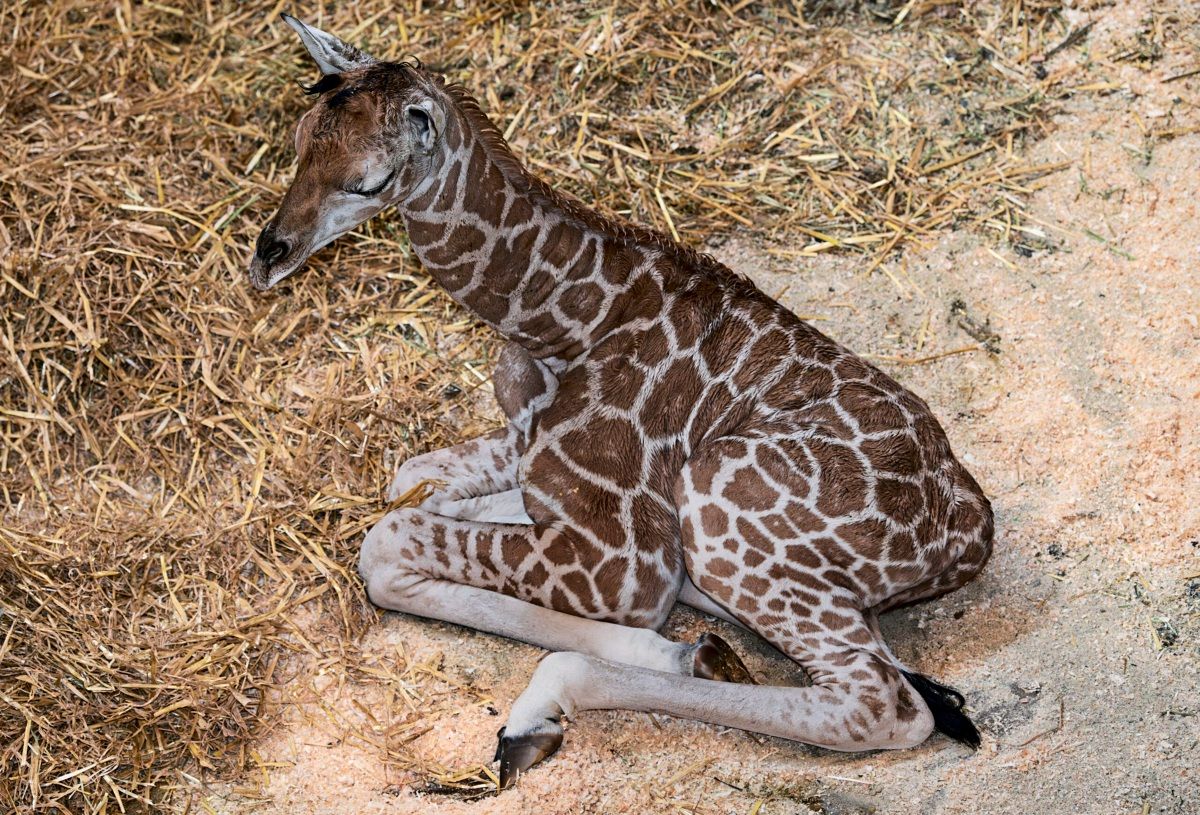 Giraffenbaby "Moyo" kommt im Zoo Schmiding in Oberösterreich zur Welt ...