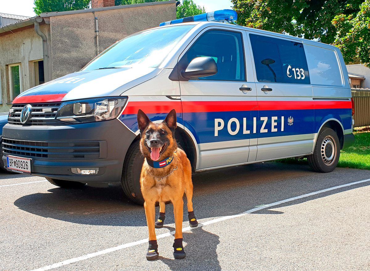 Wiener Polizeihunde werden bei Hitze mit Pfotenschutz ausgerüstet ...