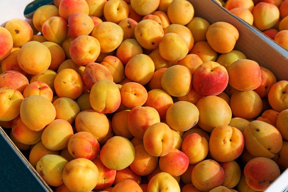 Marille in Gefahr: Die Frucht, die gerne früh kommt - International ...