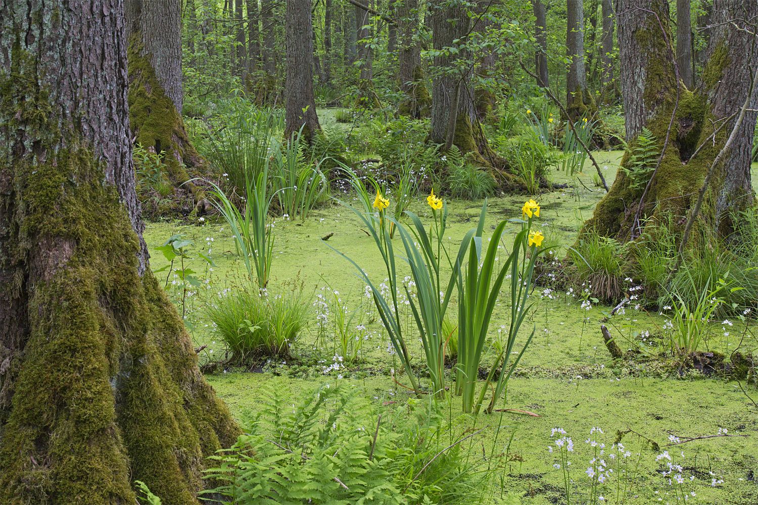 Trockene Moore in der borealen Vegetationszone sind Brandbeschleuniger ...