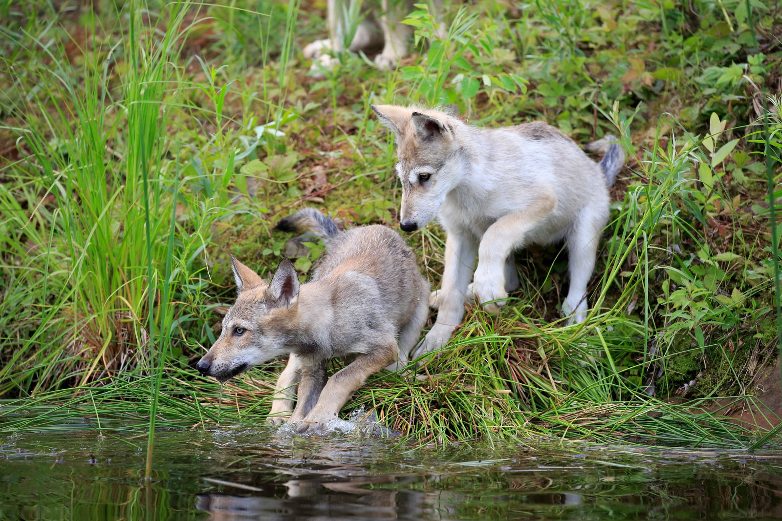 Die Angst vorm Wolf macht sie nicht froh - Panorama - derStandard.at ...