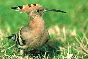 Wiedehopf und Mopsfledermaus im Mittelpunkt - Natur - derStandard.at ...