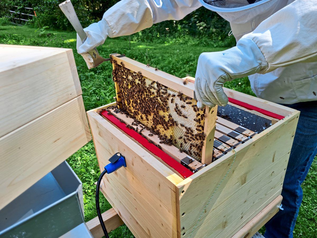 Steirisches Start-up entwickelt Heizung gegen das Bienensterben - Forschung Spezial ...