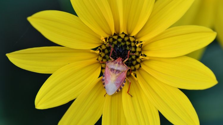 Die Verwandlung der Wanze - Fotoblog: Tierisches - derStandard.at ...