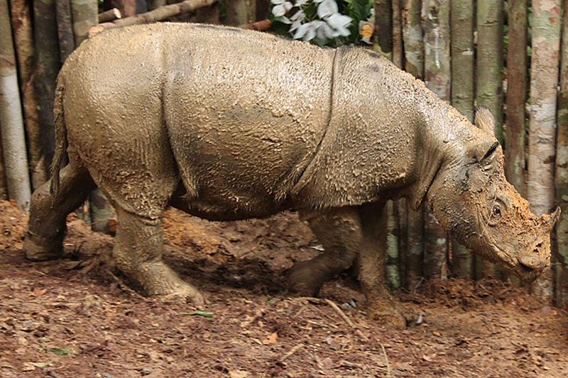 Sumatra-Nashorn auf Borneo entdeckt - Natur - derStandard.at › Wissenschaft