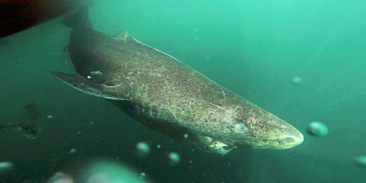 Rätselhafter Grönlandhai erstmals in der Karibik aufgetaucht - Natur ...