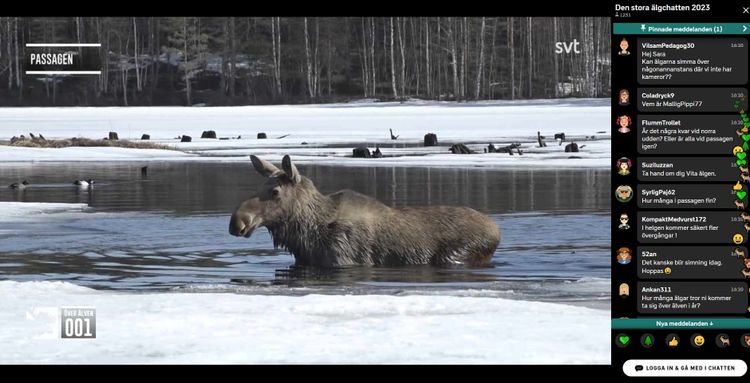 Schweden, die auf Elche starren: 18 Tage Livestream mit 32 Kameras ...