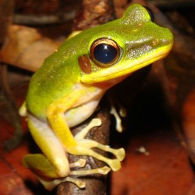 Was das Ende der Dinos mit den heutigen Fröschen zu tun hat ...