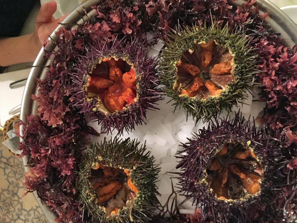 Seeigel: Die Eier vor Ostern - Essen & Trinken - derStandard.de › Lifestyle