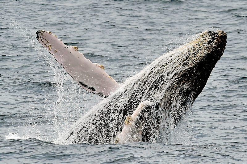 Norwegen wegen Walfangs am Pranger - Gesellschaft - derStandard.at ...