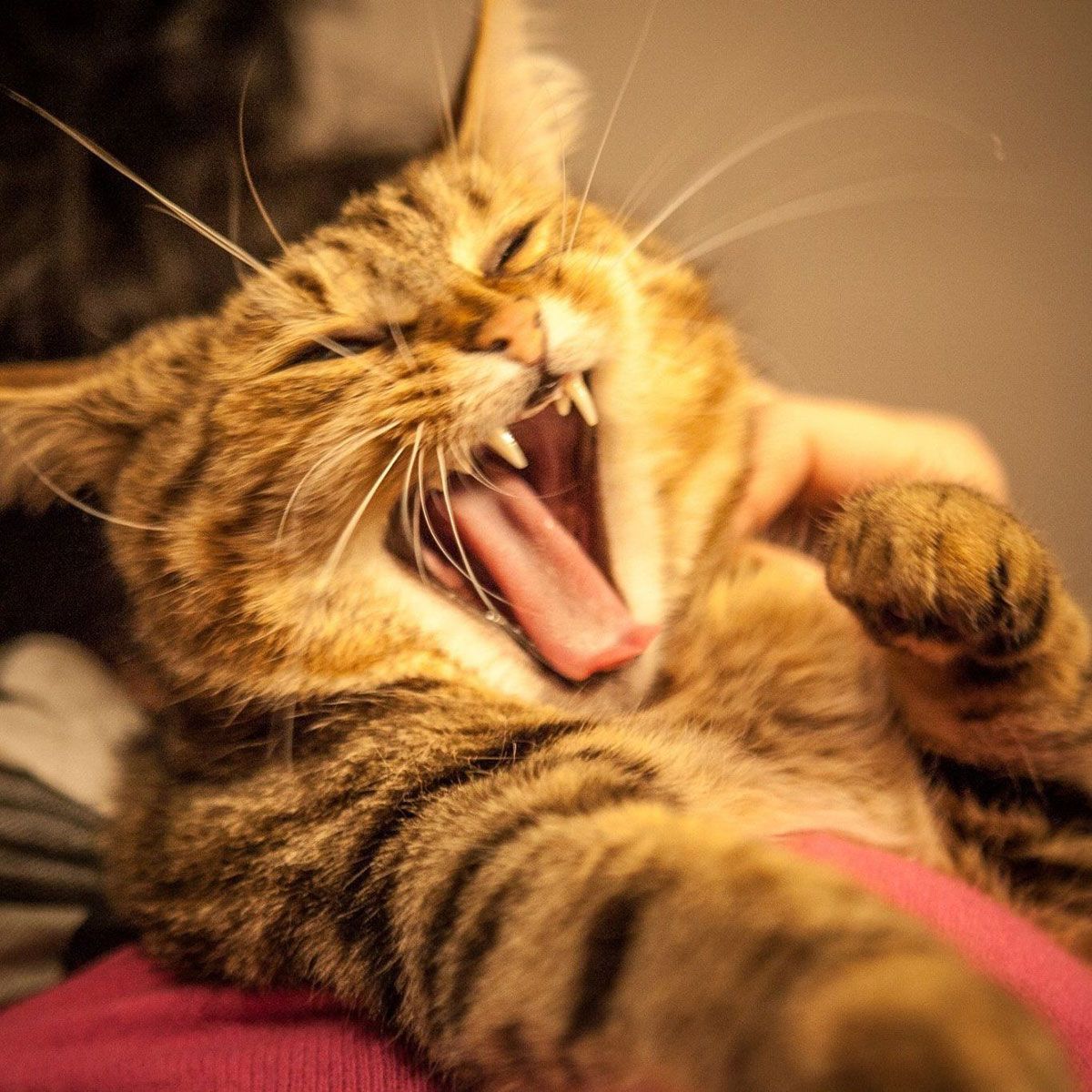 Keimschleuder Minki: "Katzenbisse sollten vom Arzt untersucht werden ...