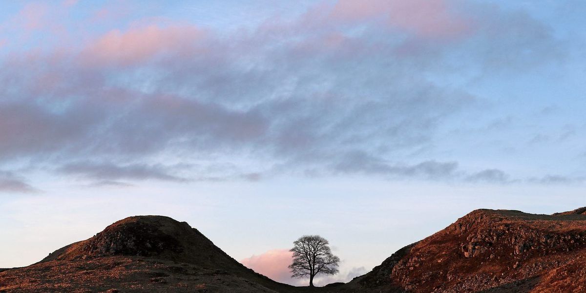 Berühmter "Robin Hood"-Baum in Nordengland illegal gefällt ...