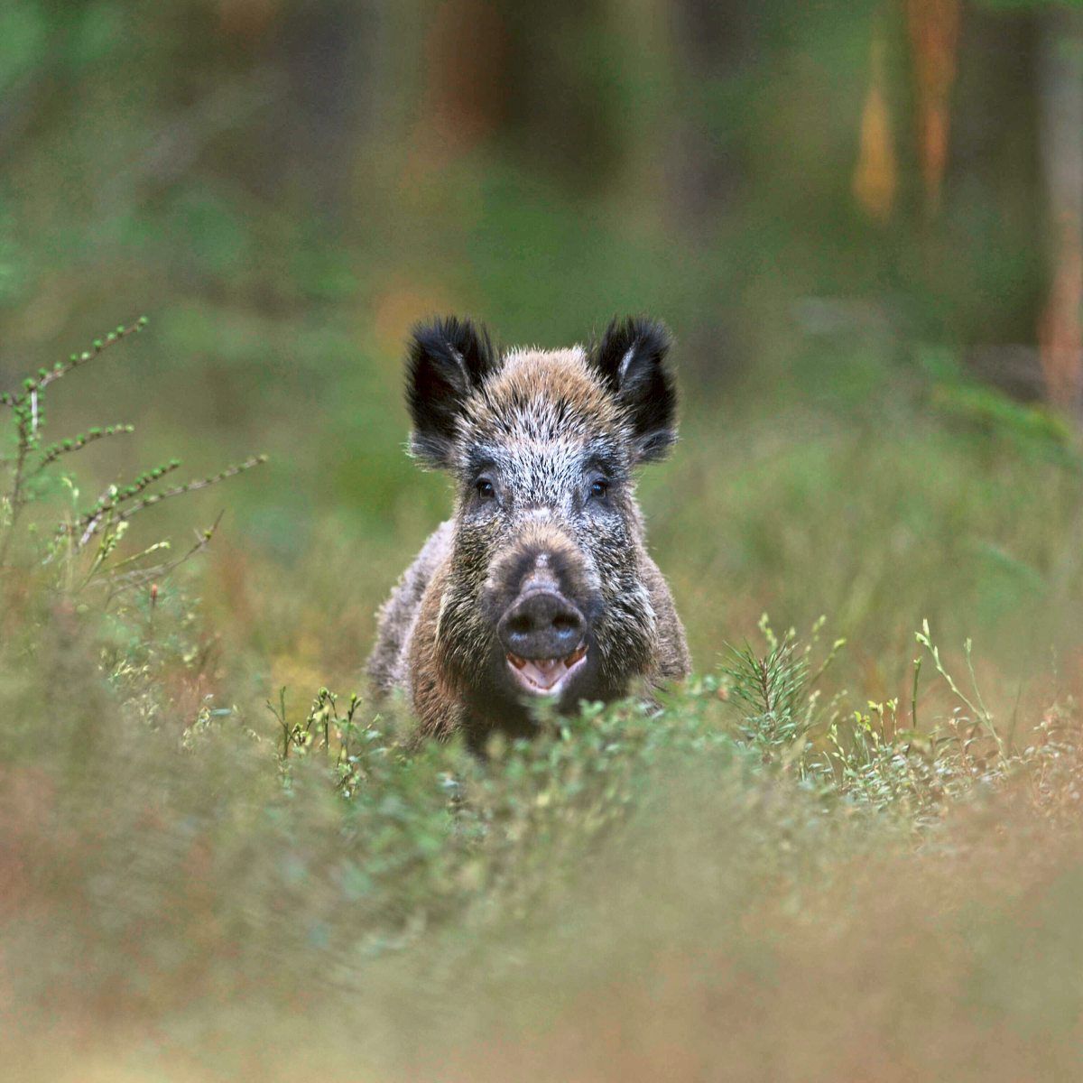 Wildschweine suchten Kindergarten in Italien heim - Weltchronik ...