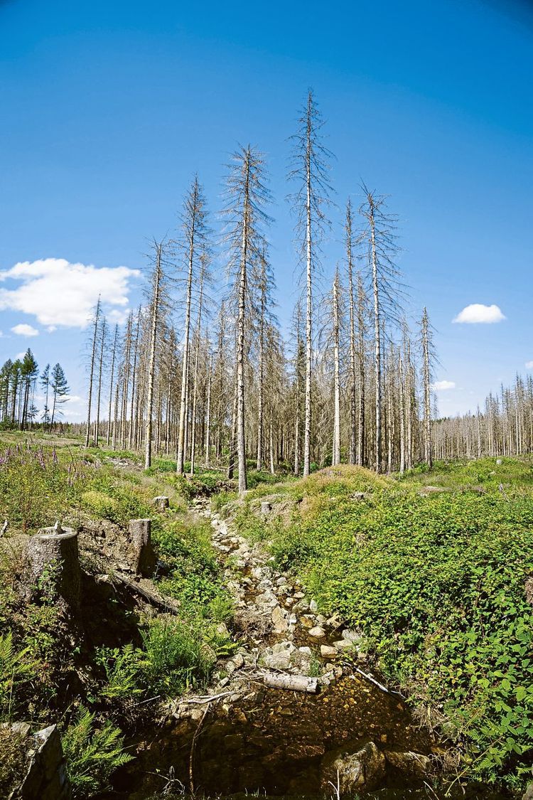 Das faszinierende Wechselspiel von Wald und Wasser - Forschung ...