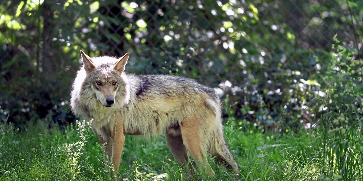 Tiroler Landtag gibt mit Verordnung "Schuss frei" auf Wolf ...