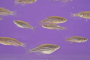 Aufschlussreicher Zebrafisch - Natur - derStandard.at › Wissenschaft