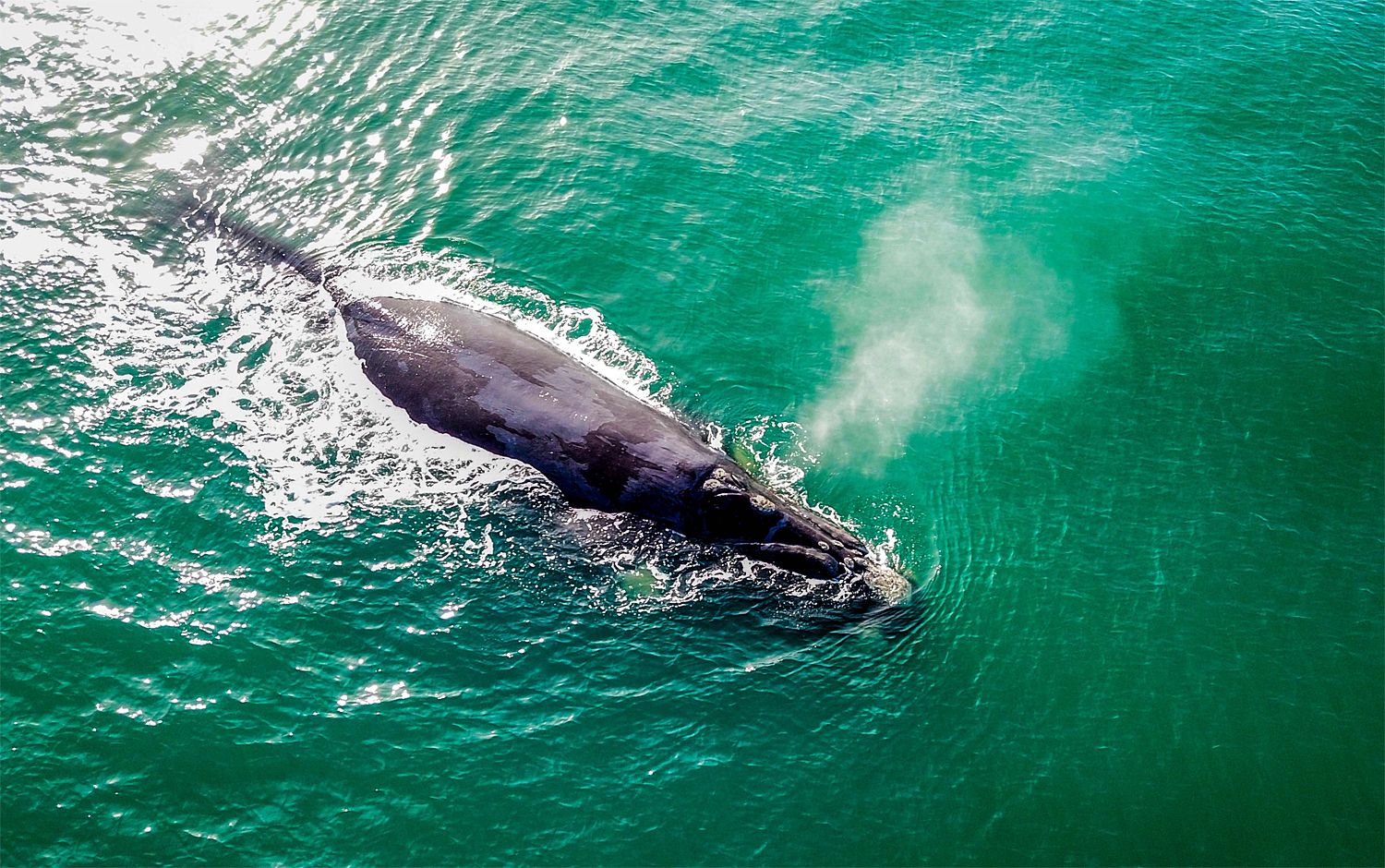 Reiseroute von sechs seltenen Walen kann online nachverfolgt werden ...