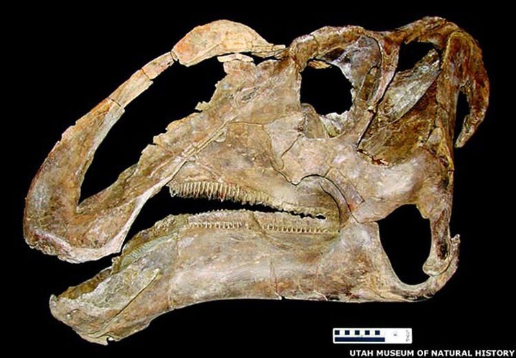 Sorge um Dinosaurier-Eldorado in Utah - Paläontologie - derStandard.at ...