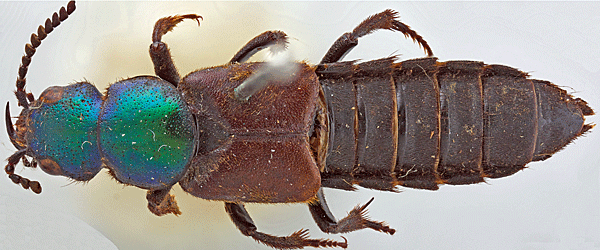 Vor 180 Jahren entdeckte Käferart nach Charles Darwin und David Sedaris ...