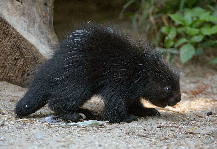 Noch sind die Stacheln weich: Junges Urson turnt durch den Tiergarten ...