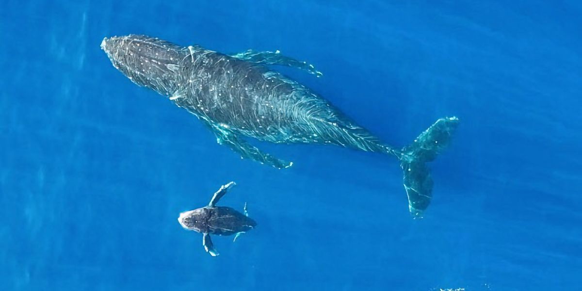 "Whale Safe": KI-System soll vermeiden, dass Schiffe Wale überfahren ...