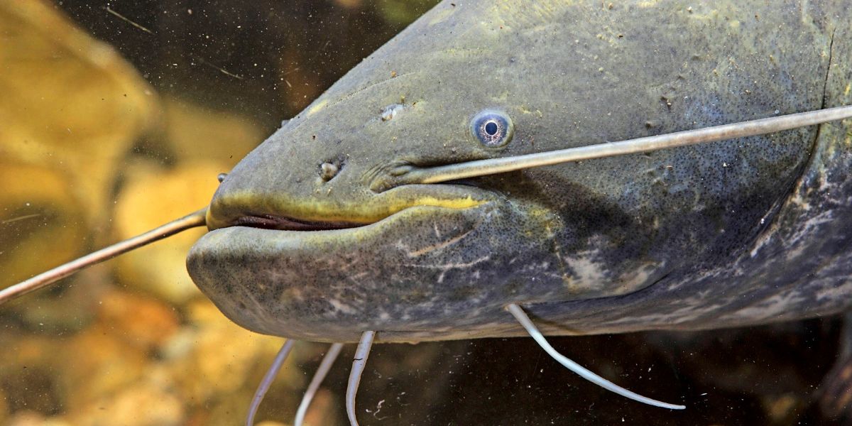 Wels biss wieder Badenden im bayerischen Brombachsee – Polizei ließ ihn diesmal untertauchen ...