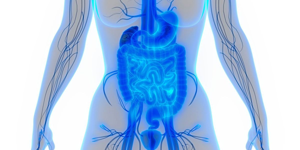 Darmbakterien steuern, ob sich Darm zusammenzieht oder entspannt ...
